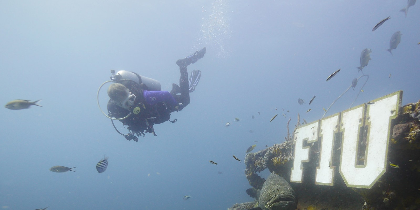 Aquarius Resurfaced | FIU College of Arts, Sciences & Education