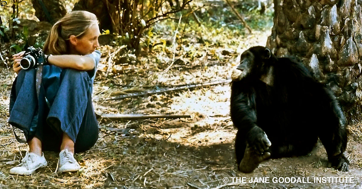 Jane Goodall at FIU | FIU College of Arts, Sciences & Education